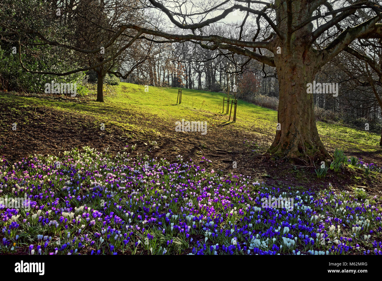 UK, South Yorkshire, Sheffield, Bingham Park Spring Flowers Stock Photo ...