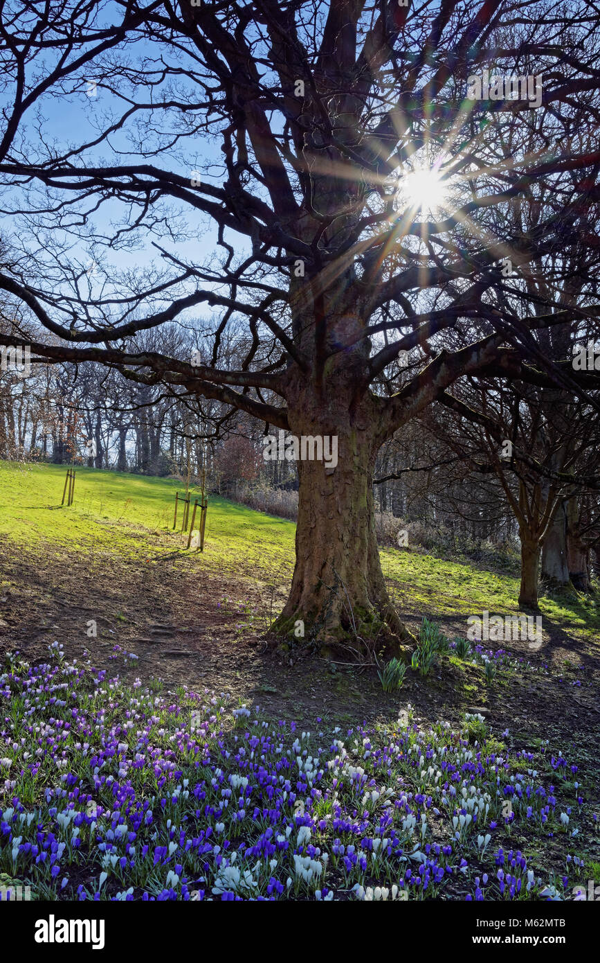 UK,South Yorkshire,Sheffield,Bingham Park Spring Flowers Stock Photo ...