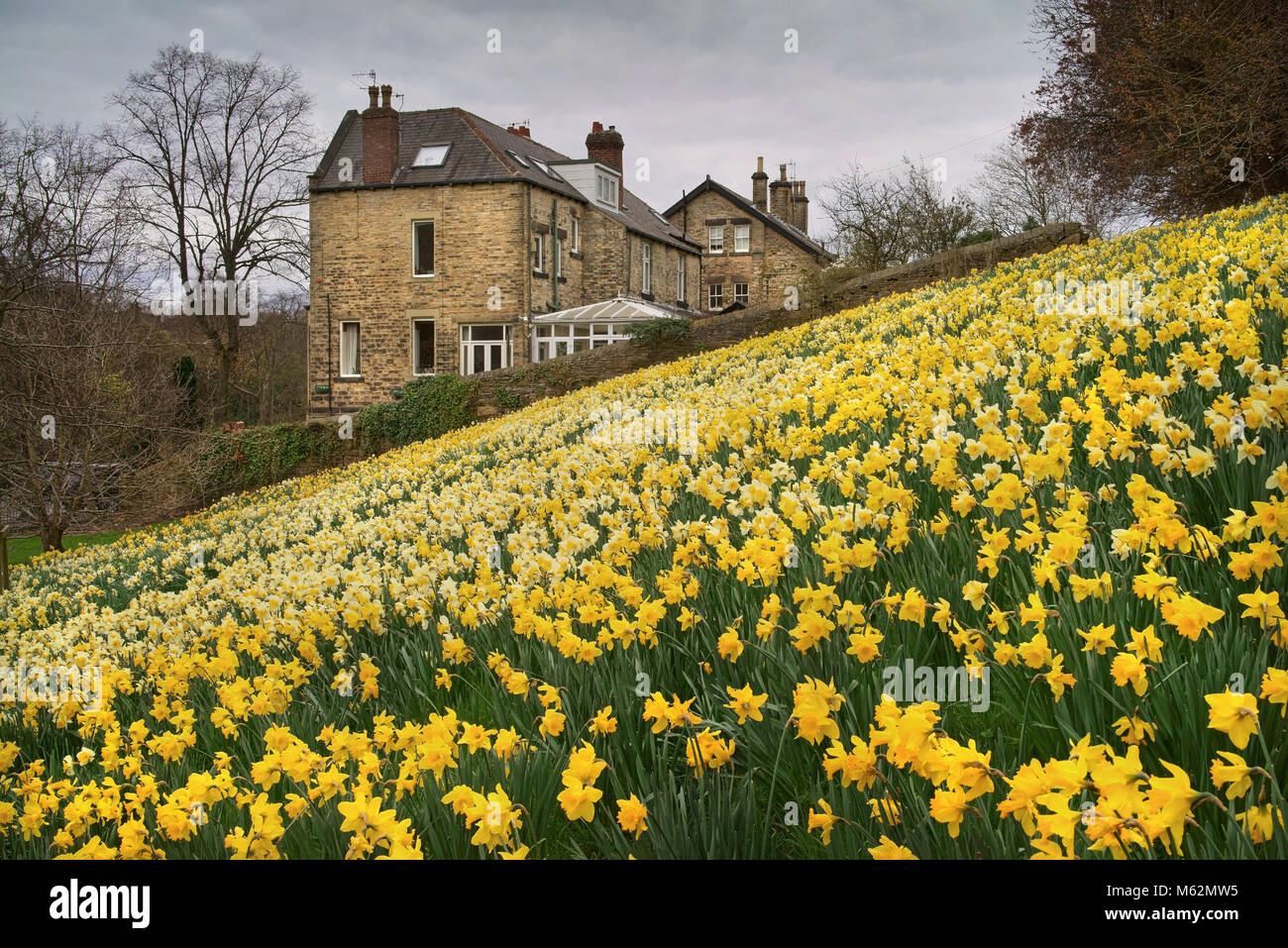 Bingham park daffodils hi-res stock photography and images - Alamy