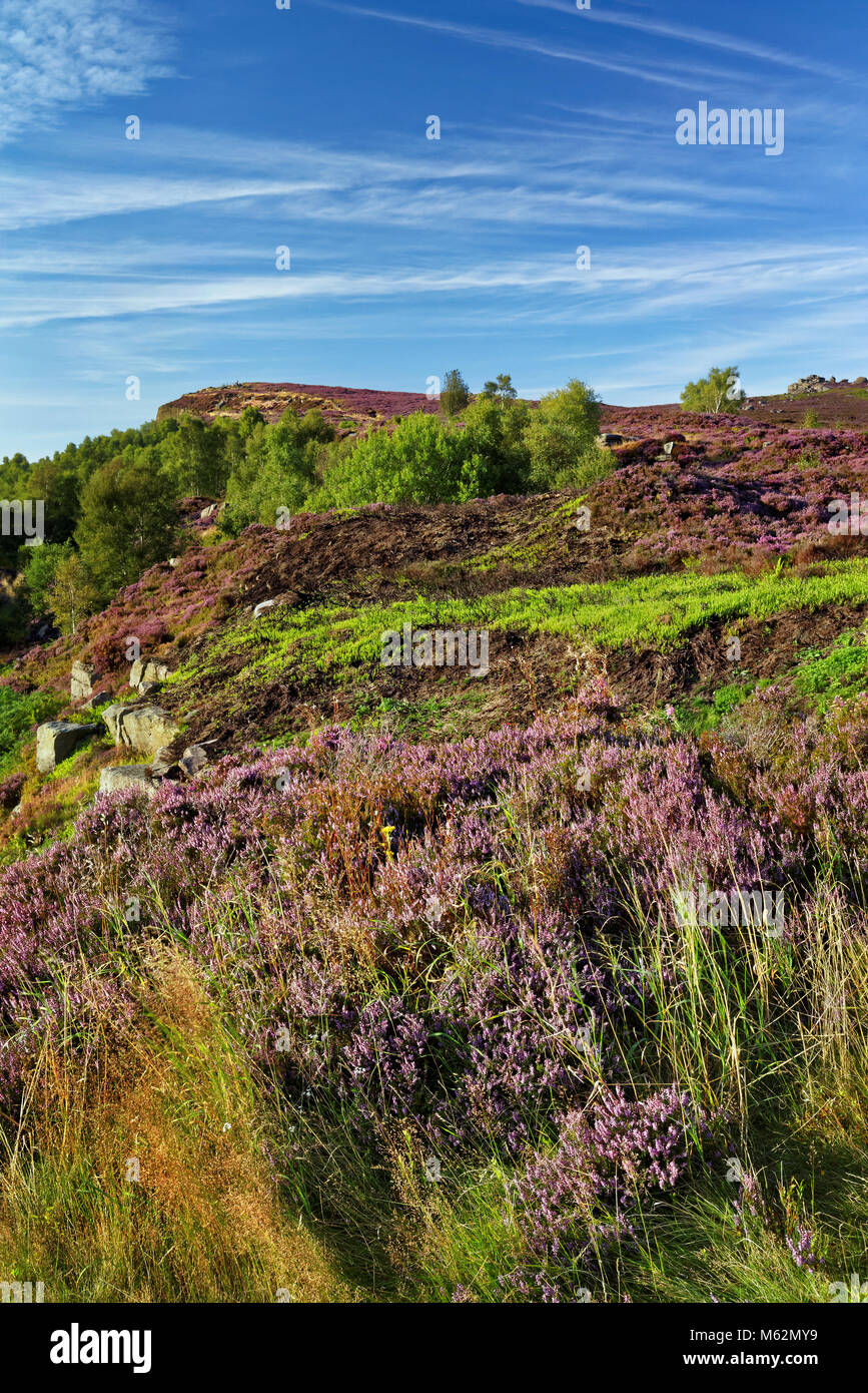 UK,Derbyshire,Peak District,Surprise View & Millstone Edge with Heather ...