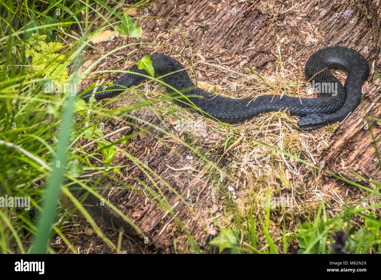 A Black Adder snake in the New Forest, Hampshire UK Stock Photo - Alamy