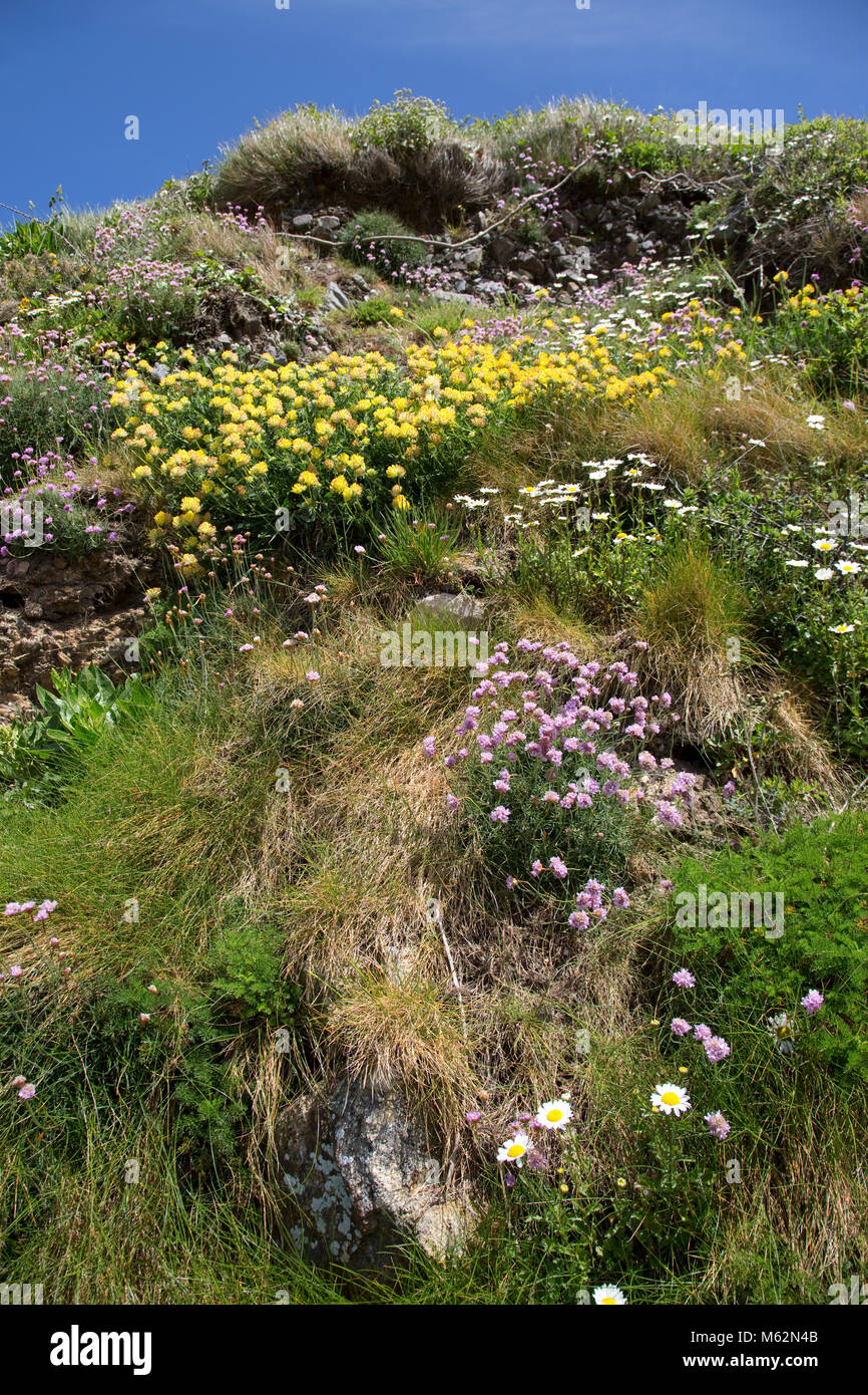Yellow flowers on cliffs hi-res stock photography and images - Alamy
