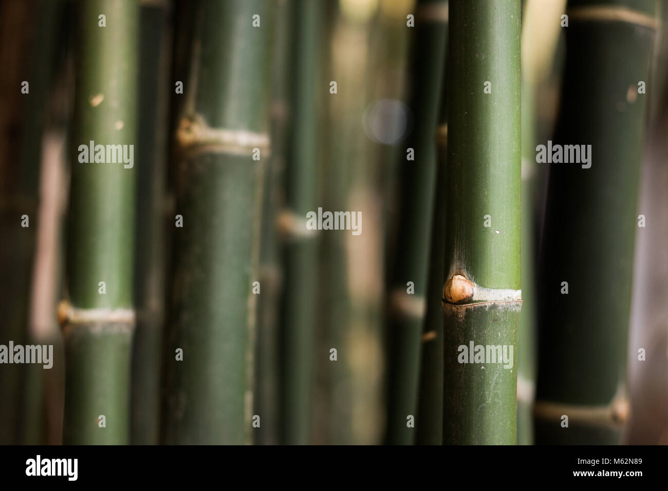 Dark green cane hi-res stock photography and images - Alamy