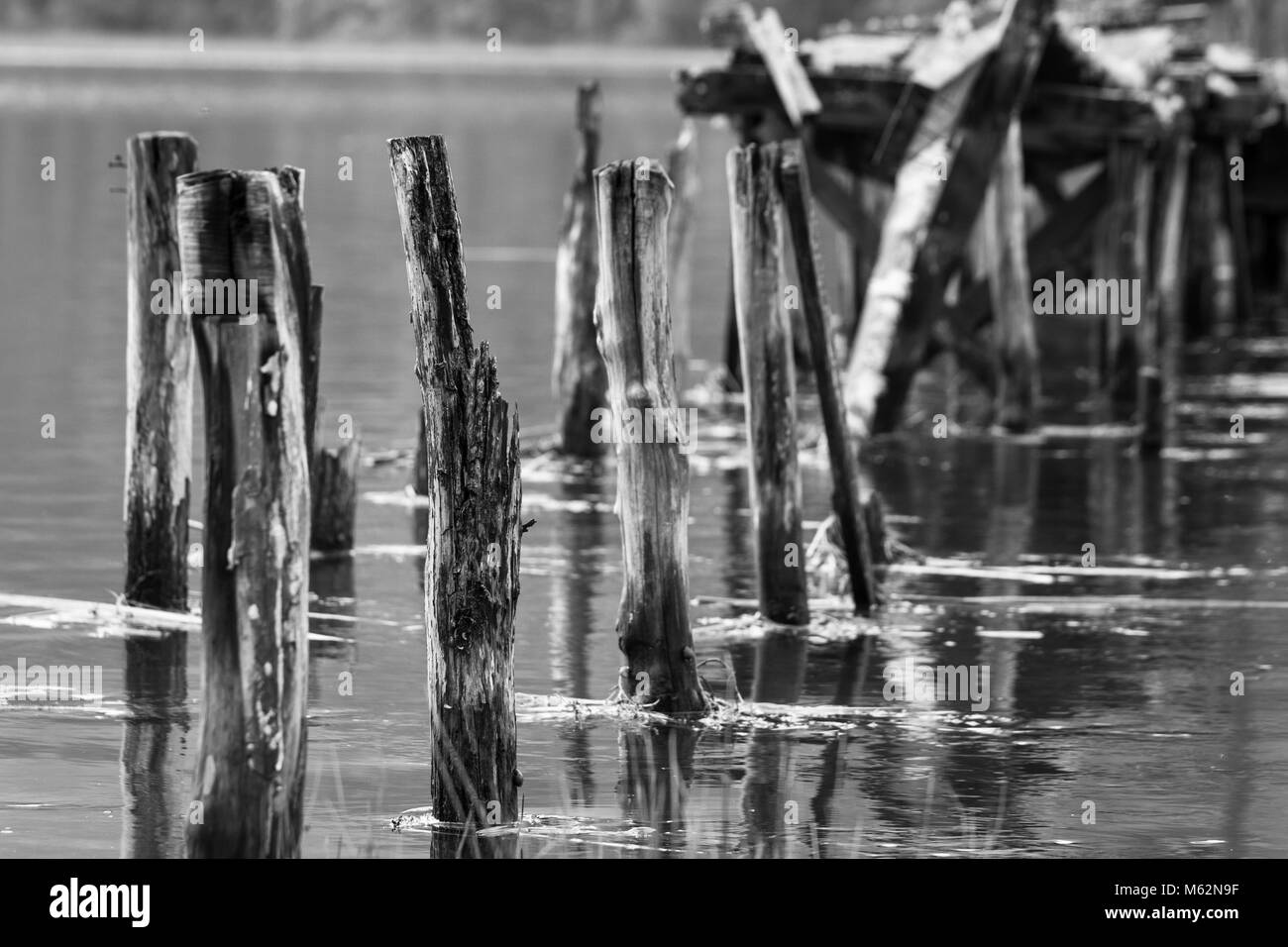 Wood posts of broken jetty standing on water. Black and white ...