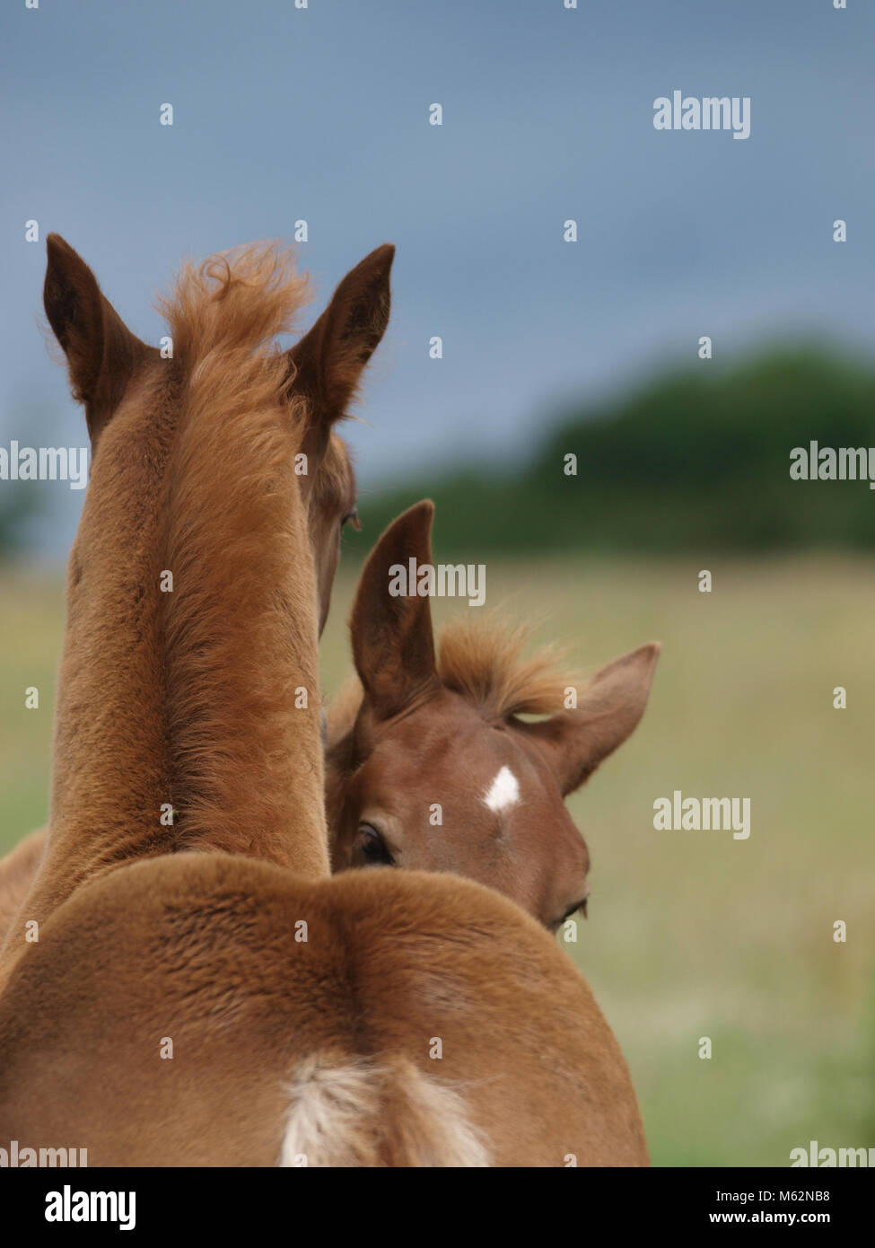 Two chestnut foals stand next to each other and mutual groom Stock ...