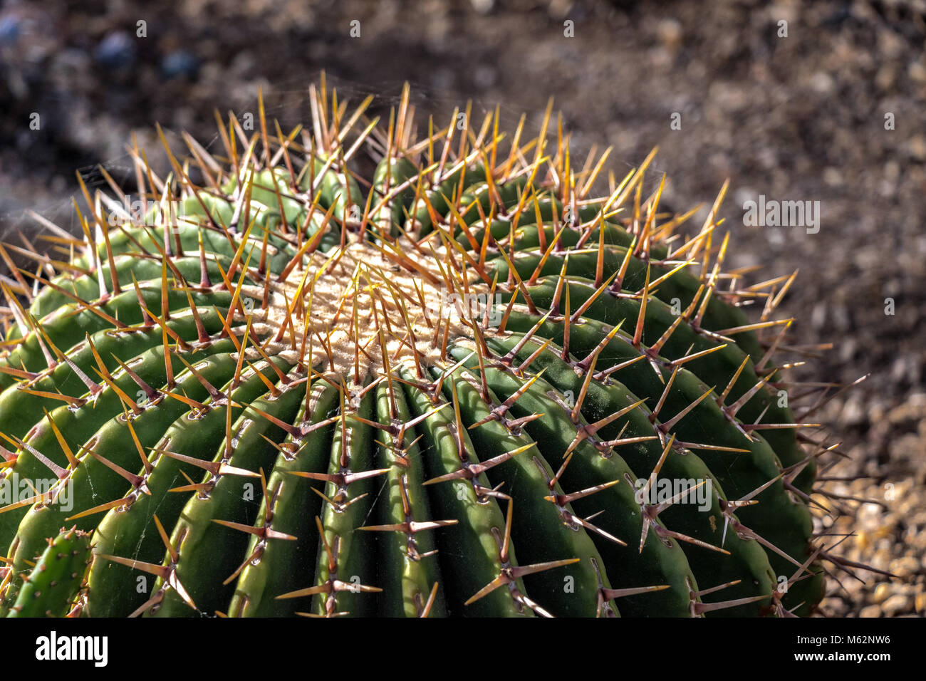 Spines of a giant barrel cactus hi-res stock photography and images - Alamy