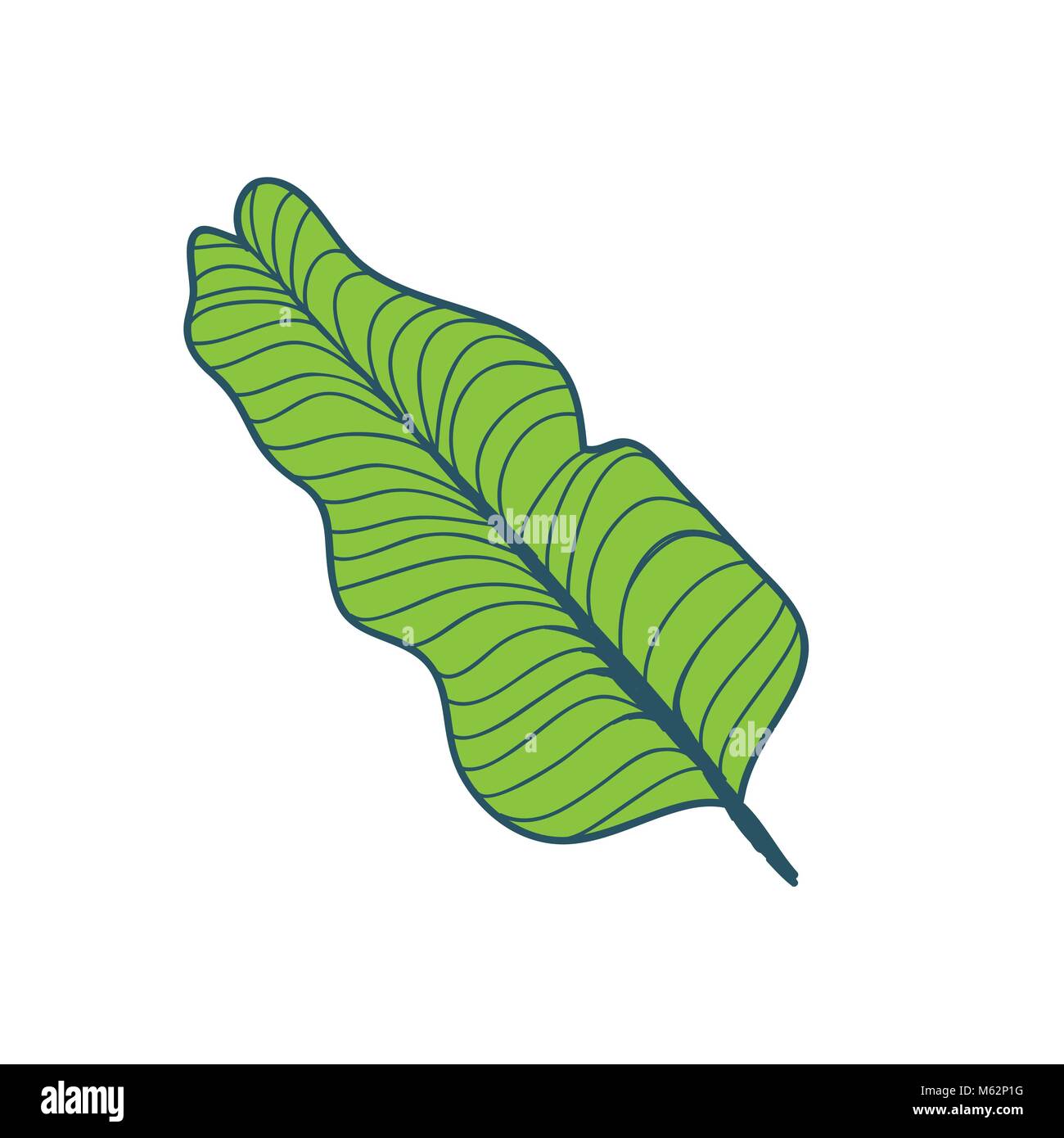 Banana Tree Leaf Vector