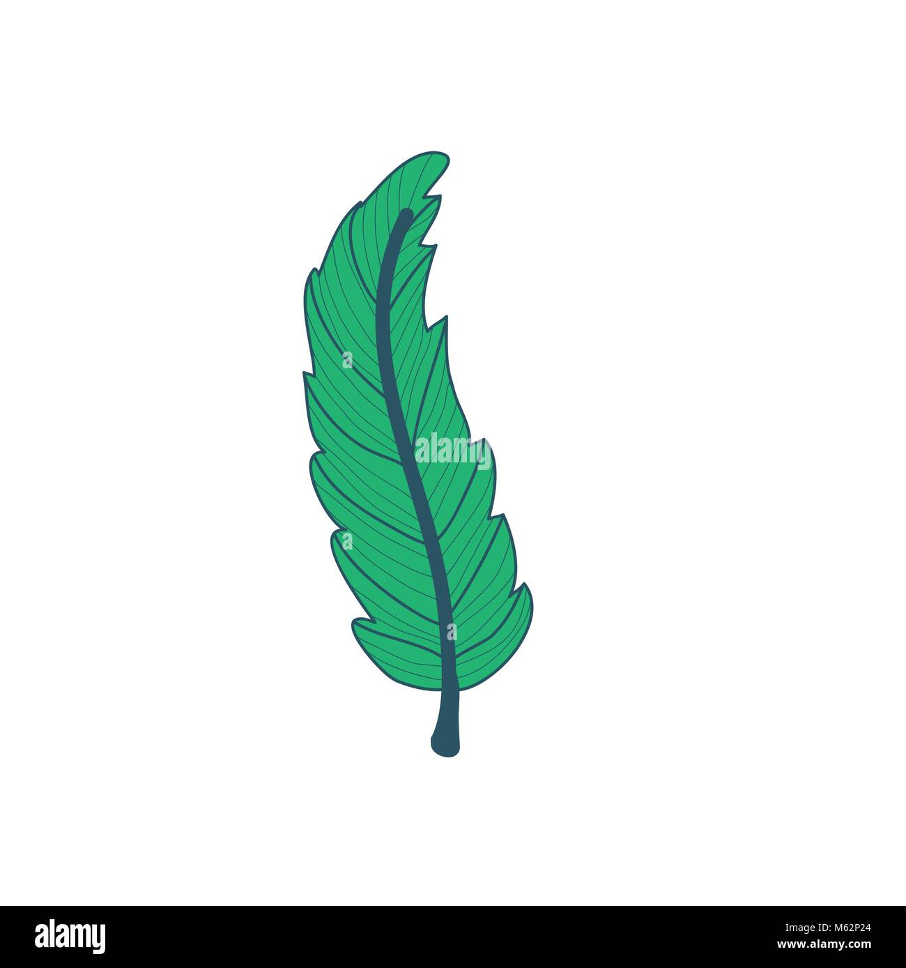 Lanceolate Type Tropical Leaf Hand Drawn Illustration Stock Vector ...