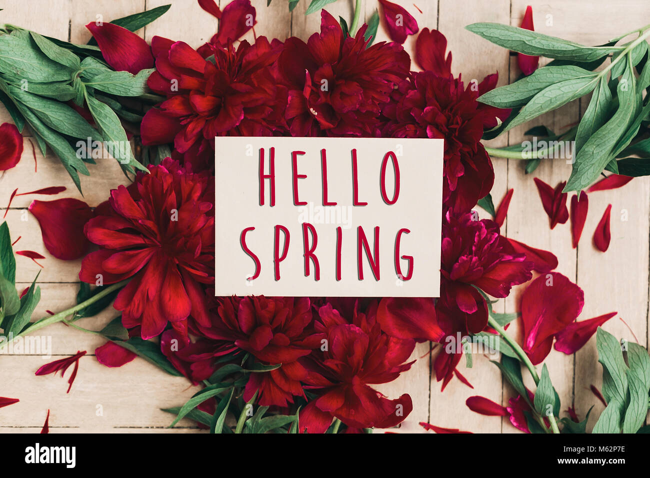 hello spring text sign on craft card and beautiful red peonies blooming ...