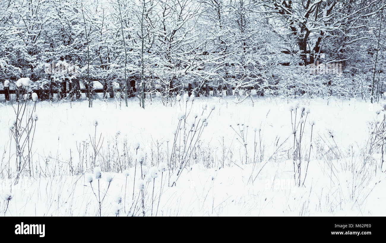 Tress covered with snow hi-res stock photography and images - Alamy