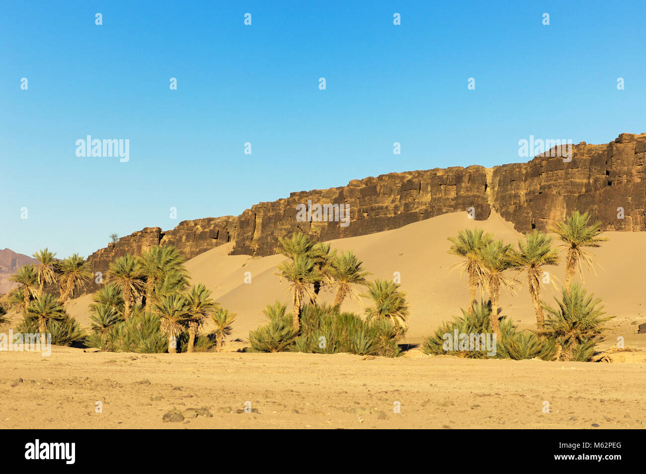 Palme wuste hi-res stock photography and images - Alamy