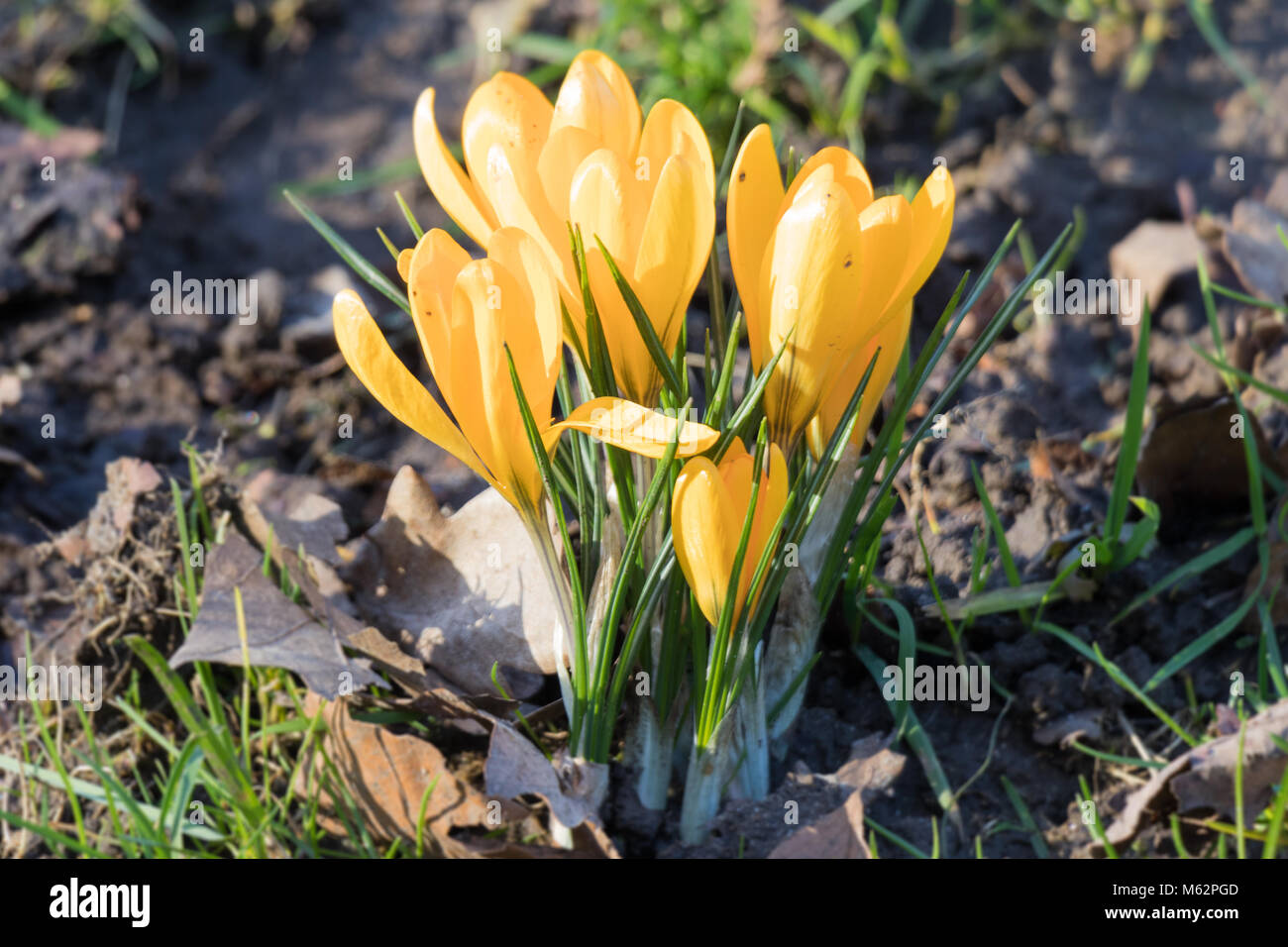 Saffron yellow colour hi-res stock photography and images - Alamy