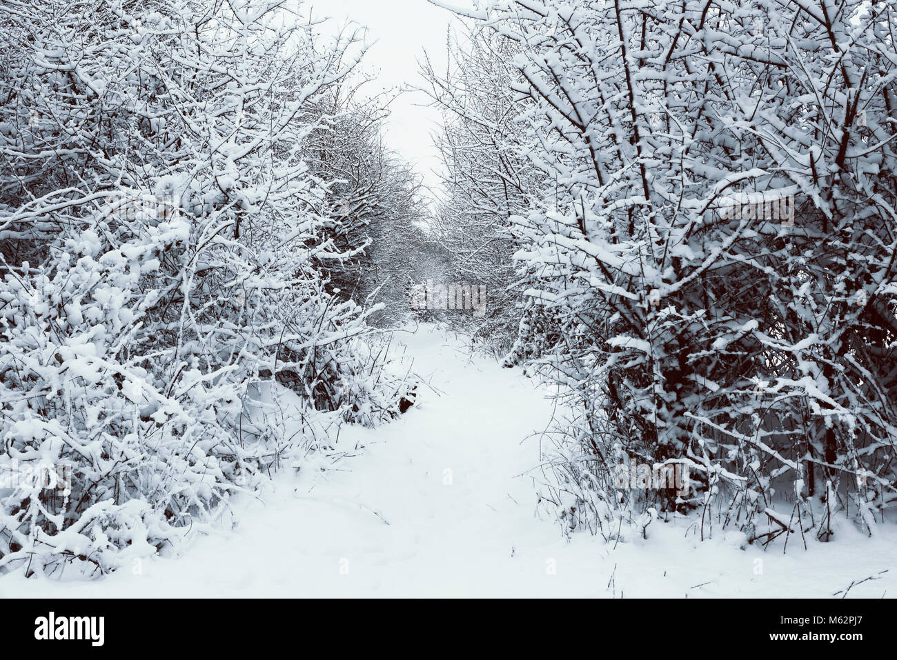 Tree lined snowy path during cold spell uk Stock Photo - Alamy