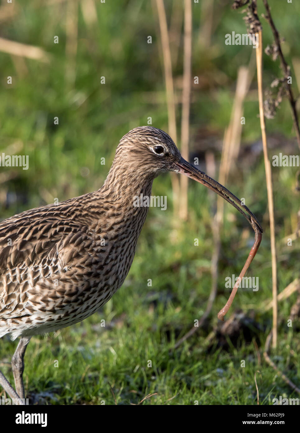 Worm eating bird hi-res stock photography and images - Alamy