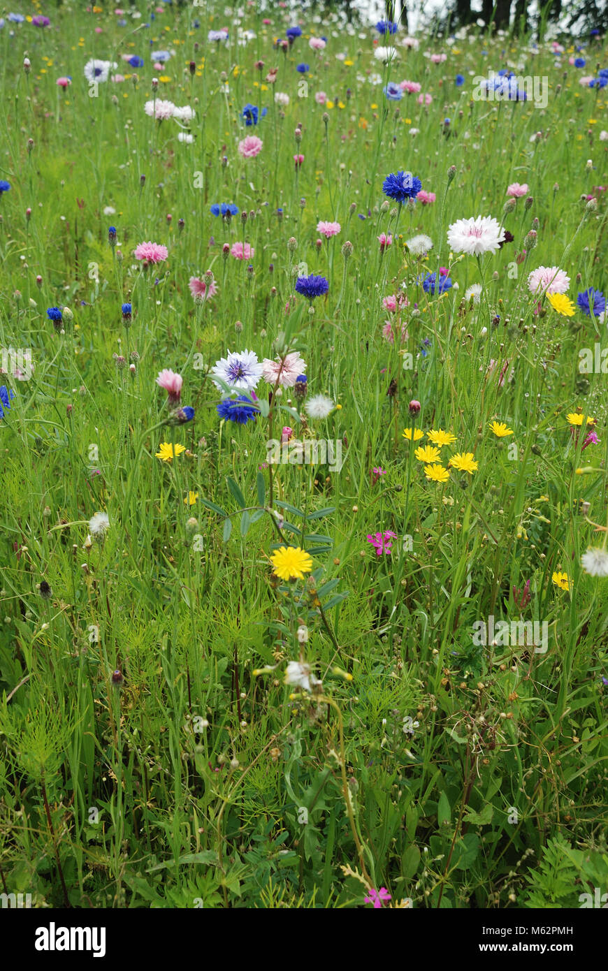 Field of flowers Stock Photo - Alamy