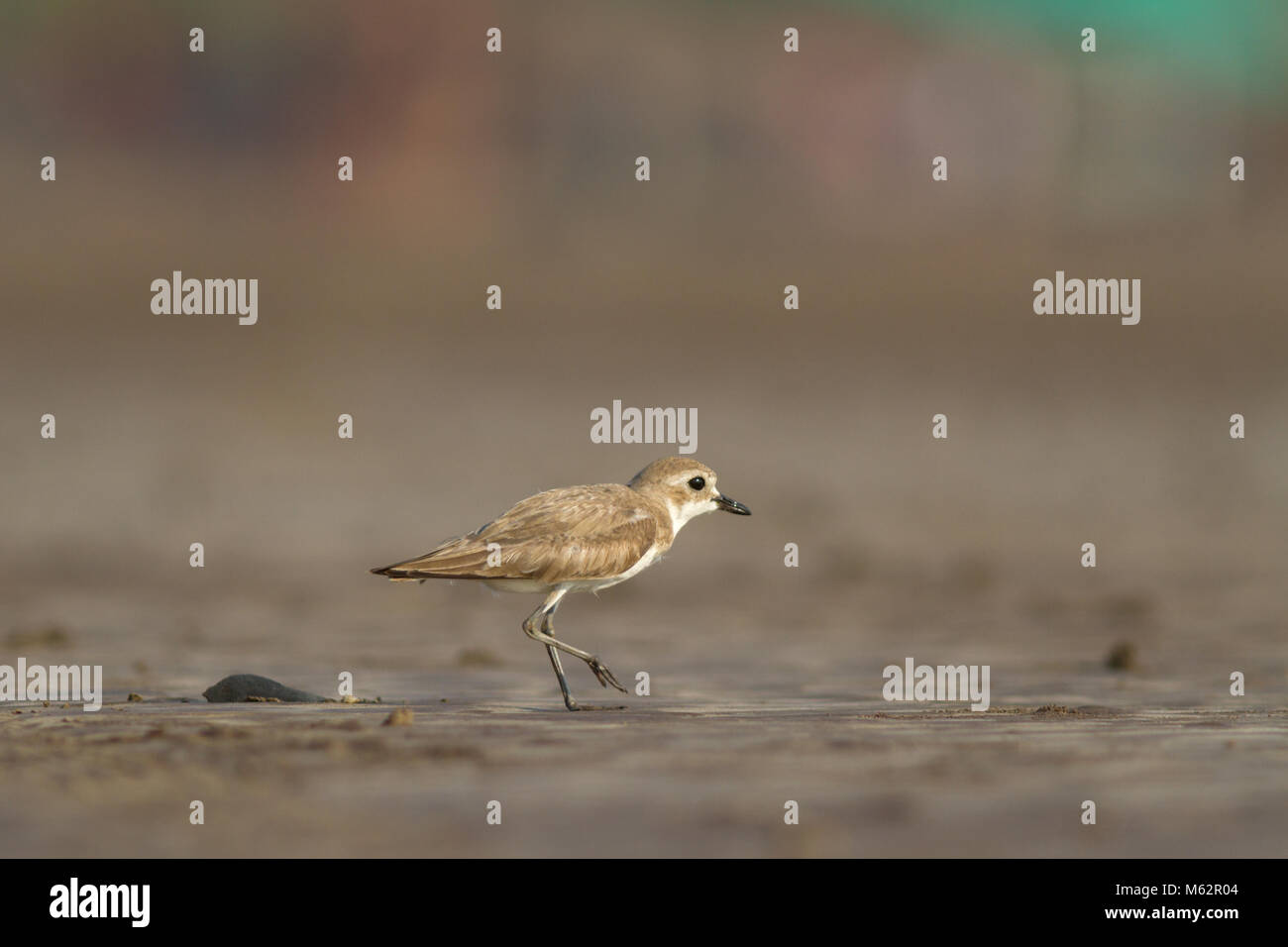 The lesser sand plover (Charadrius mongolus) bird with prey on the ...