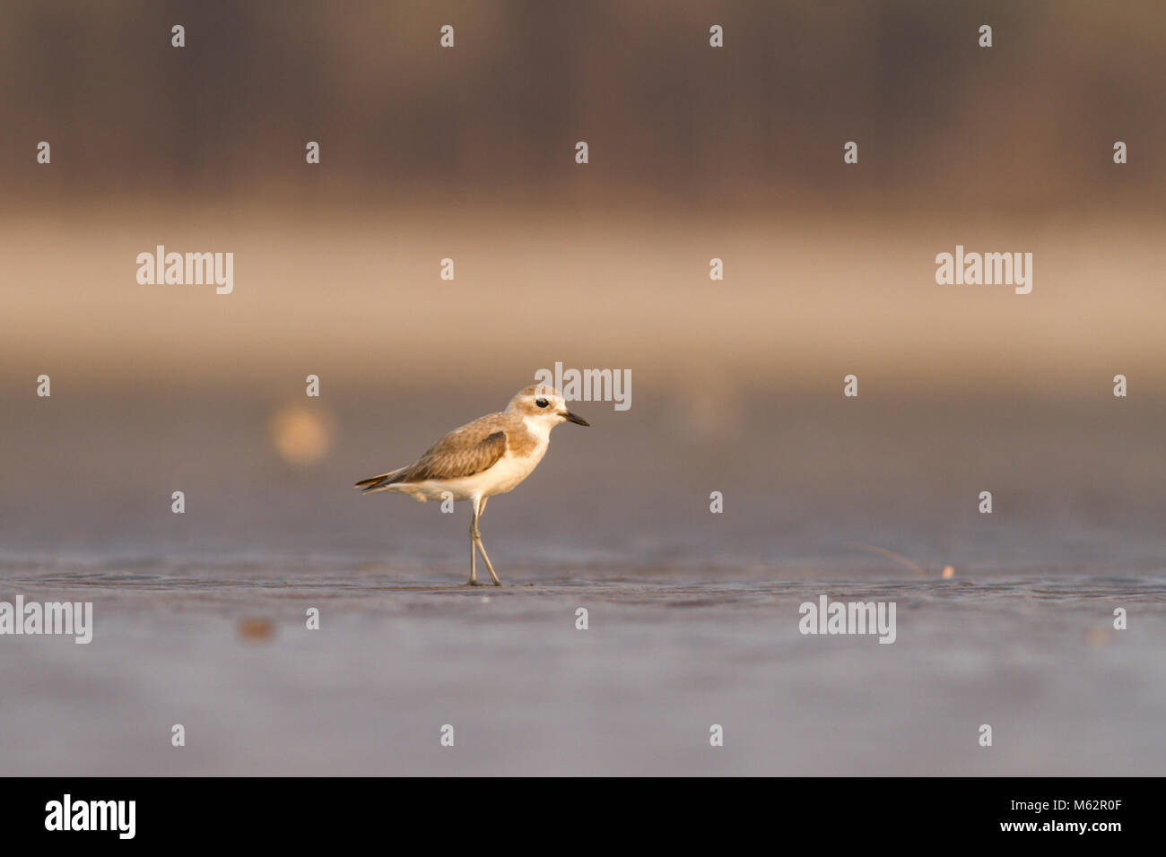 The lesser sand plover (Charadrius mongolus) bird with prey on the ...