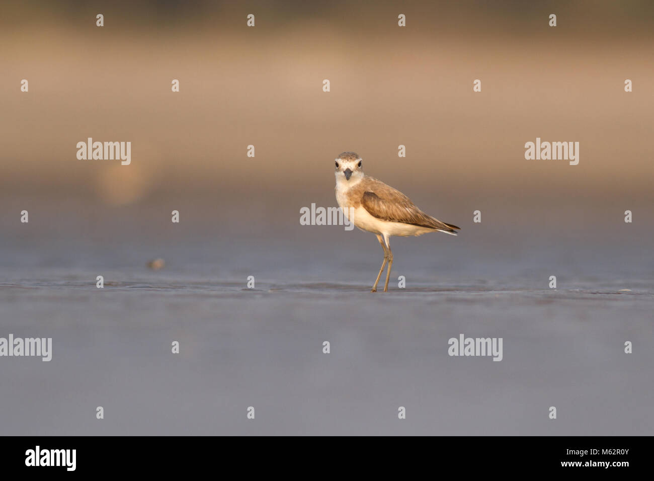 The lesser sand plover (Charadrius mongolus) bird with prey on the ...