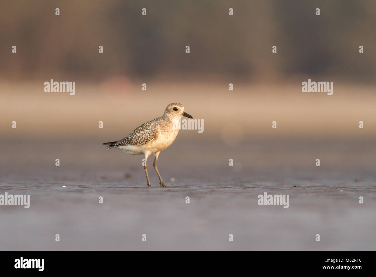 The grey plover (Pluvialis squatarola) migratory bird on the beach at ...