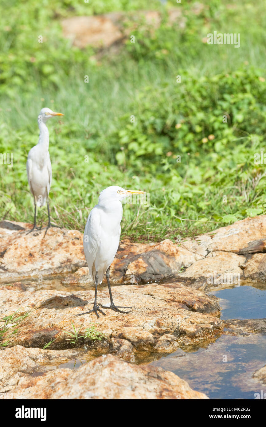 Birds of sri lanka hi-res stock photography and images - Alamy