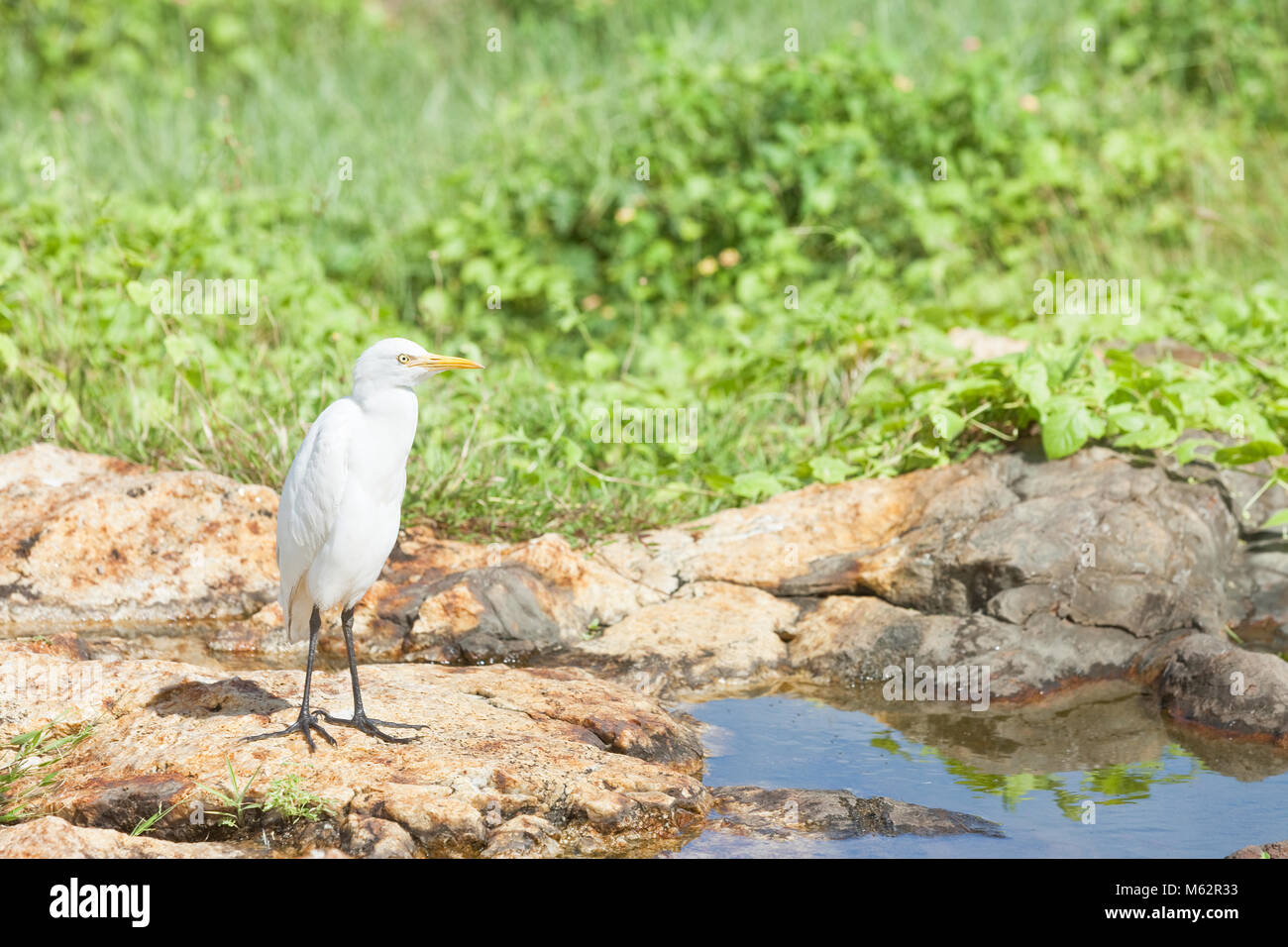 Birds of sri lanka hi-res stock photography and images - Alamy