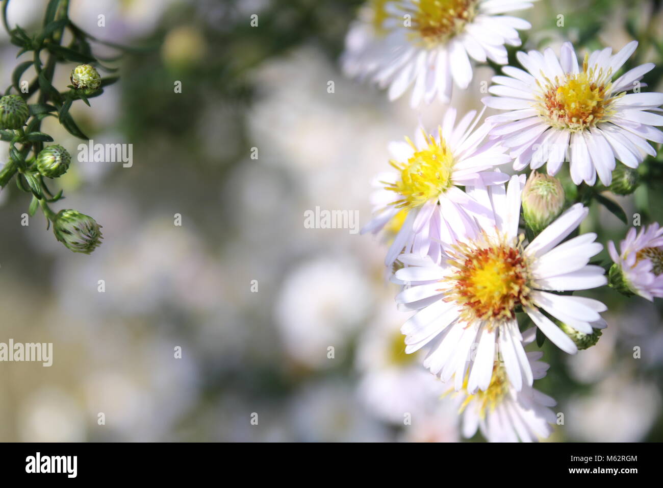 Budding flowers hi-res stock photography and images - Alamy