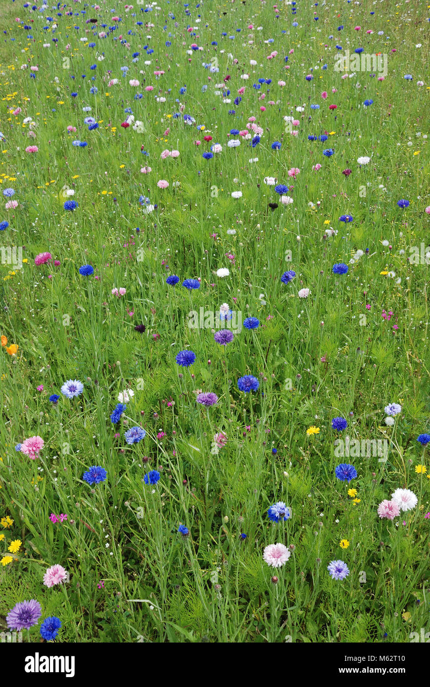 Field of flowers Stock Photo - Alamy