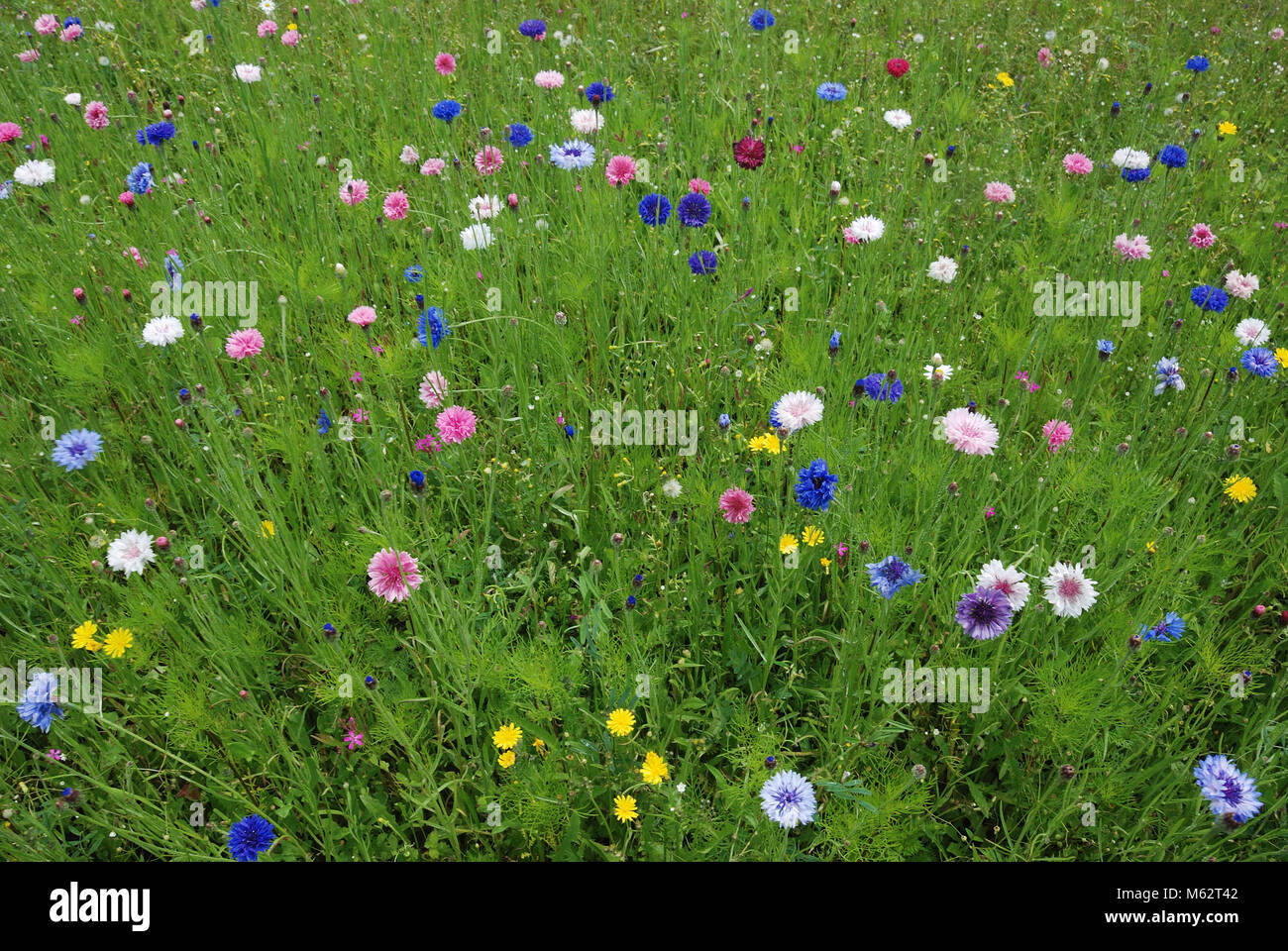 Field of flowers Stock Photo - Alamy