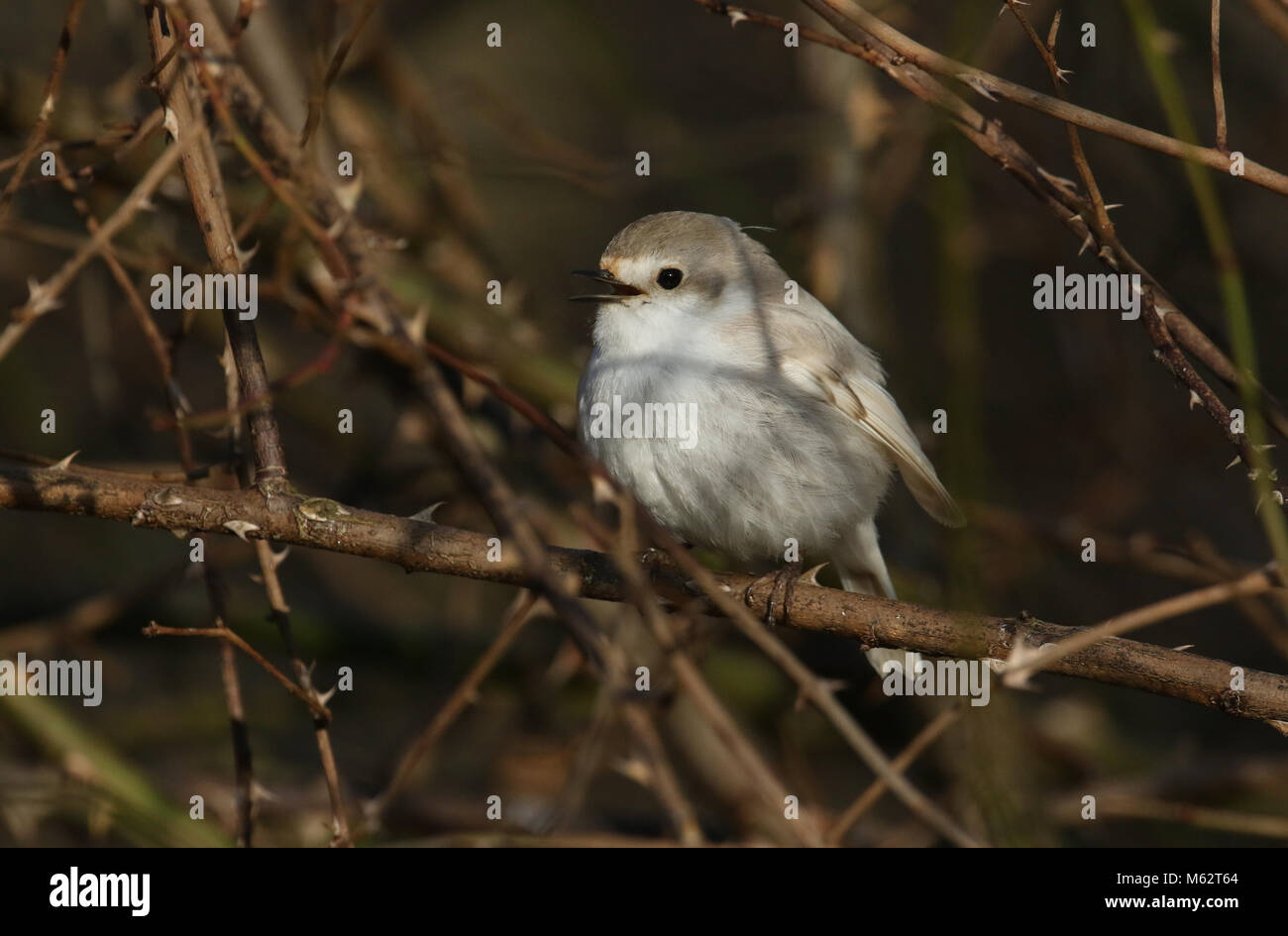A singing rare Leucistic Robin (Erithacus rubecula) perched in a tree ...