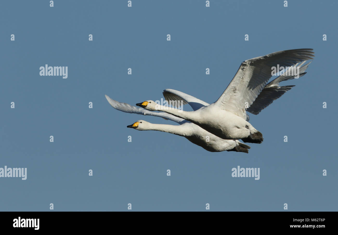 Two stunning Whooper Swan (Cygnus cygnus) flying in the blue sky Stock ...