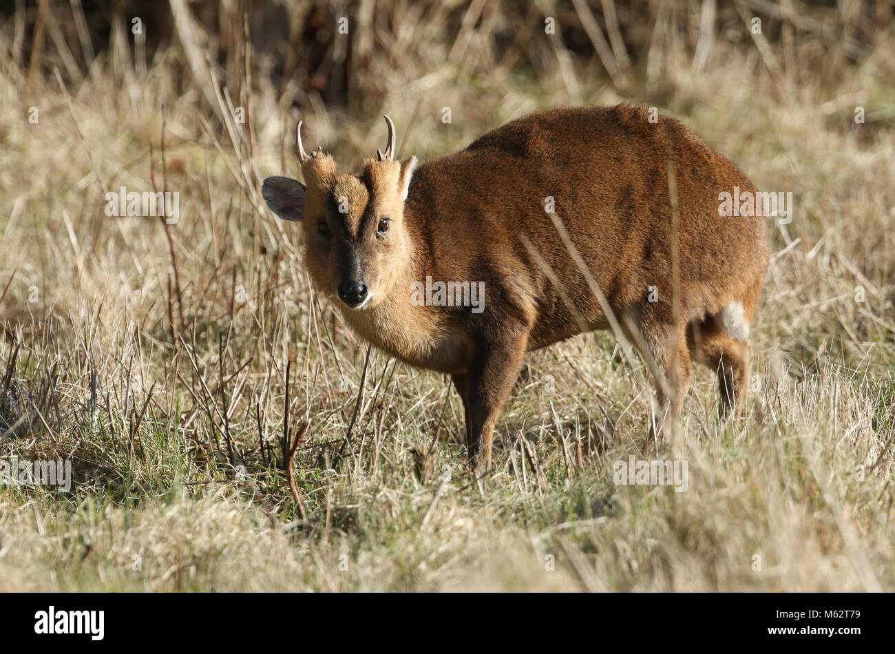 Male muntjac deer hi-res stock photography and images - Alamy