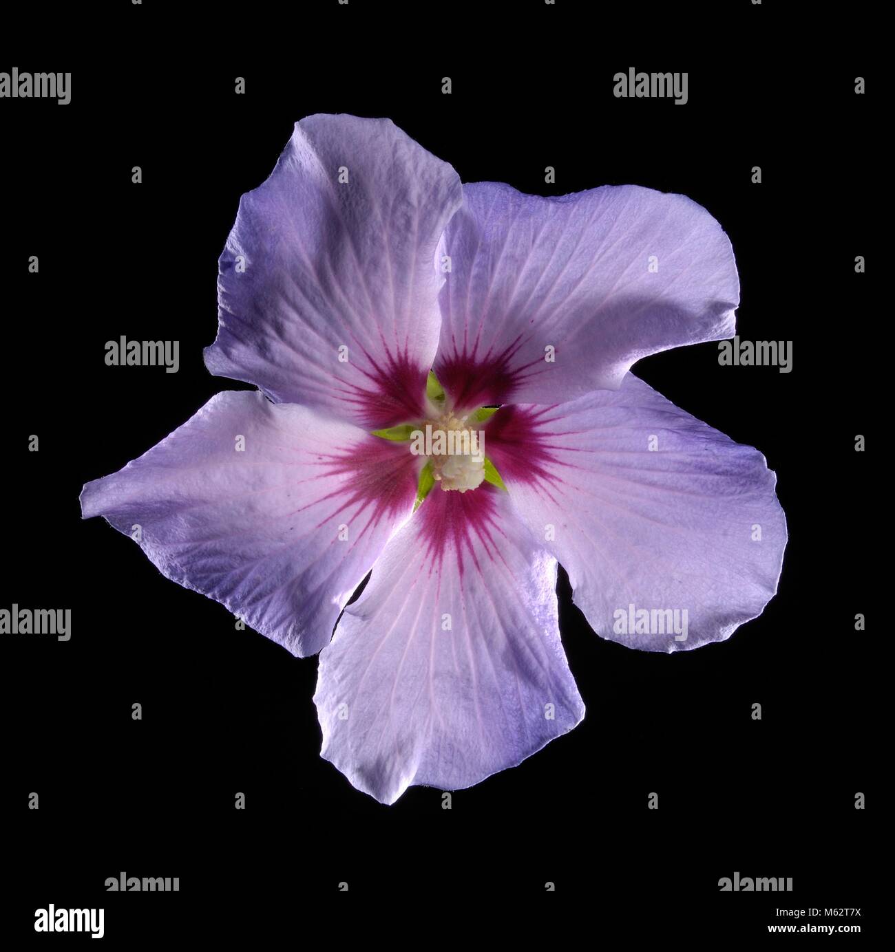 Violette blume hi-res stock photography and images - Alamy