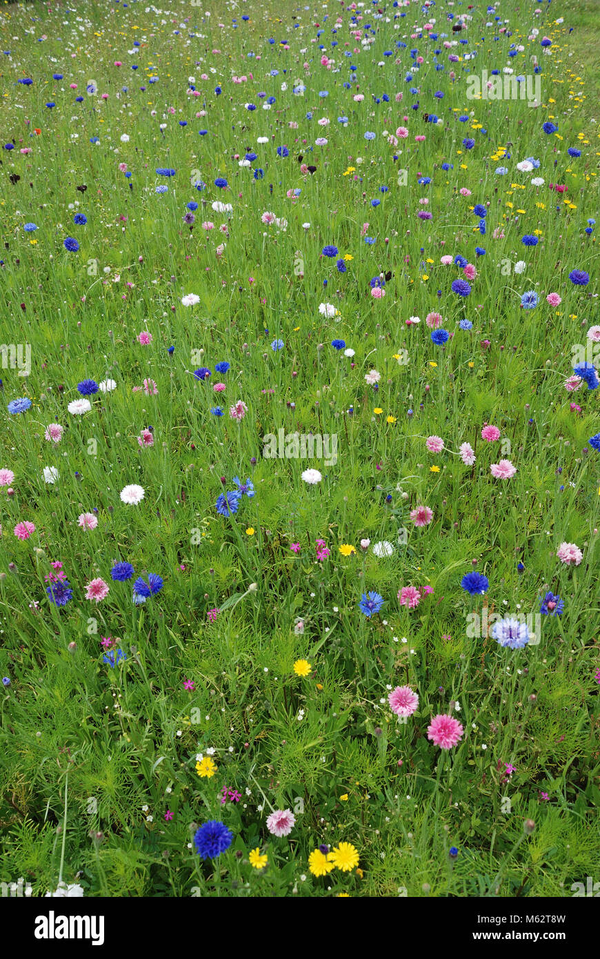 Field of flowers Stock Photo - Alamy
