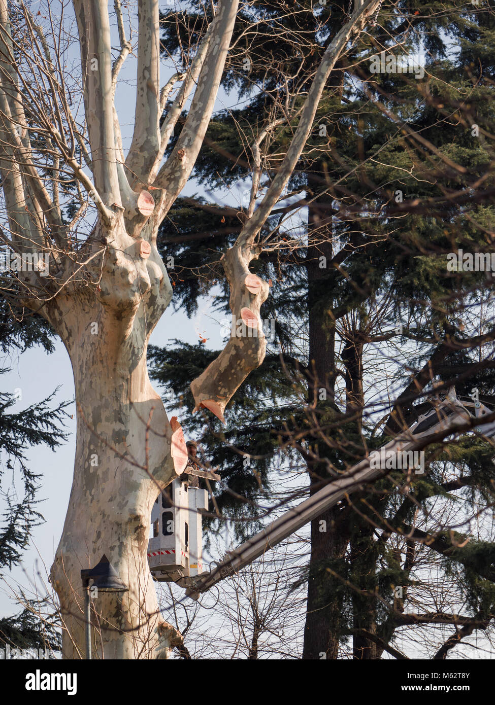 Pruning a plane tree hi-res stock photography and images - Alamy