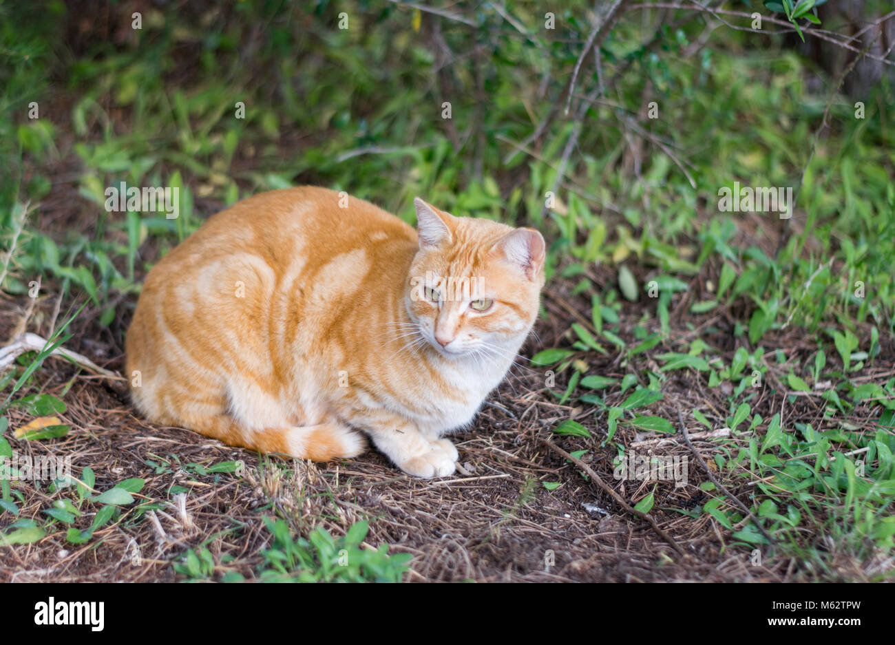 Cat waiting mouse hi-res stock photography and images - Alamy