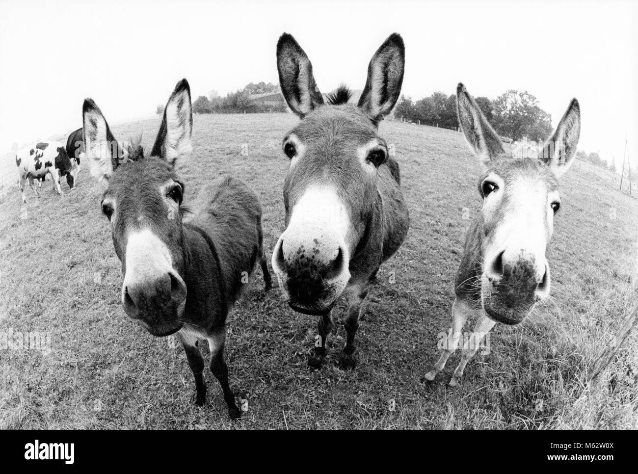 Esel hi-res stock photography and images - Alamy