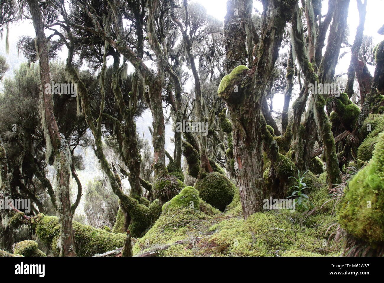 Giant Heather in the Moss Stock Photo - Alamy