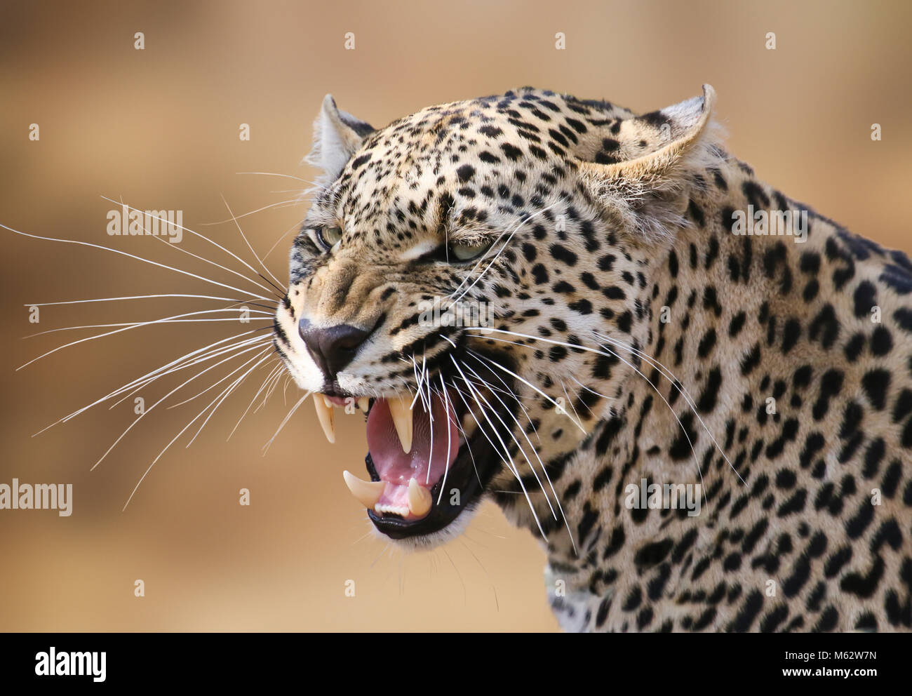 Snarling leopard portrait up close and isolated in its natural habitat ...