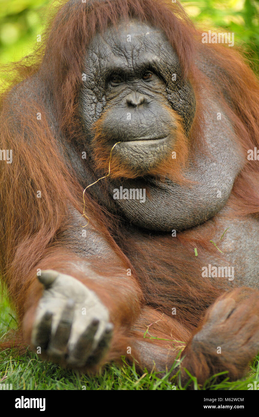 Menschenaffe hi-res stock photography and images - Alamy