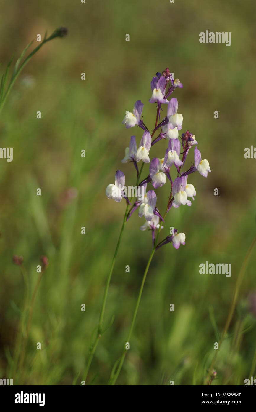 Linaria maroccana hi-res stock photography and images - Alamy