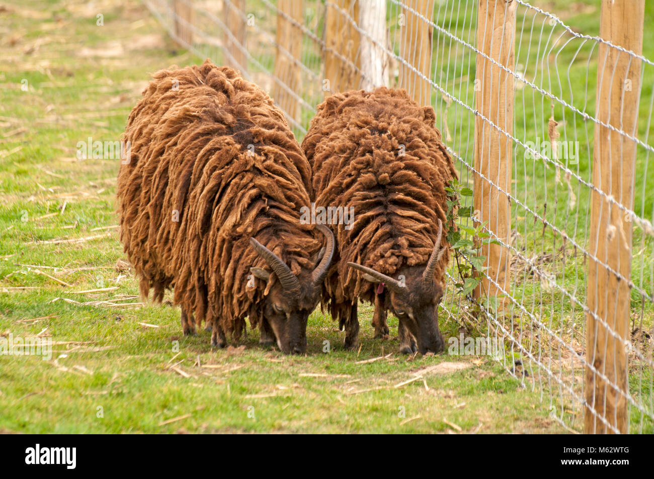 Kent, England, Soay Sheep Stock Photo - Alamy