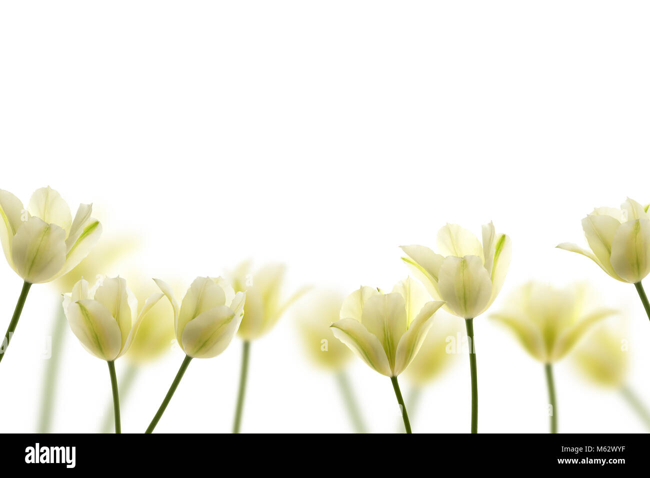 white tulips on white background Stock Photo - Alamy