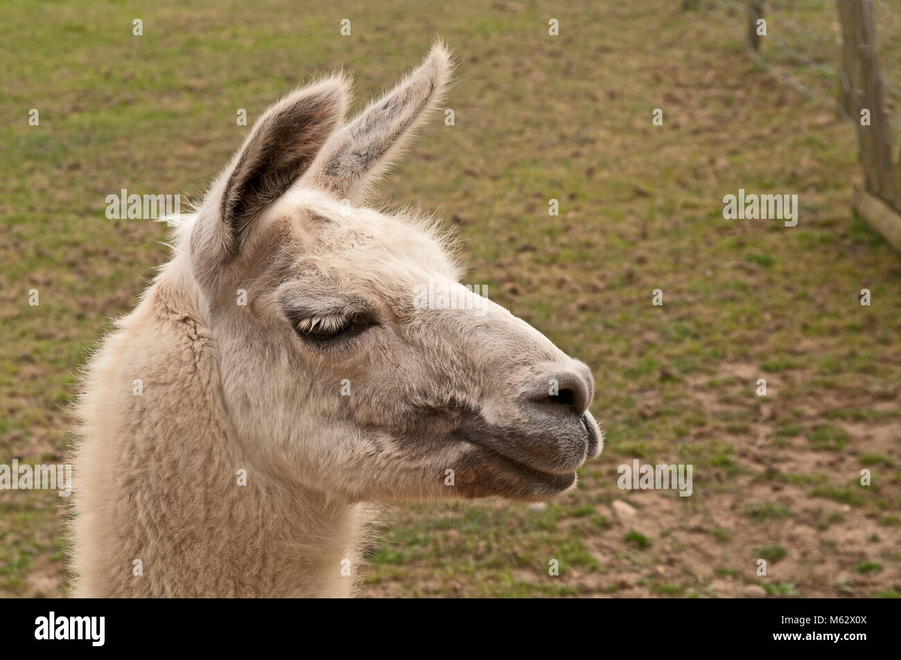 Llama head hi-res stock photography and images - Alamy