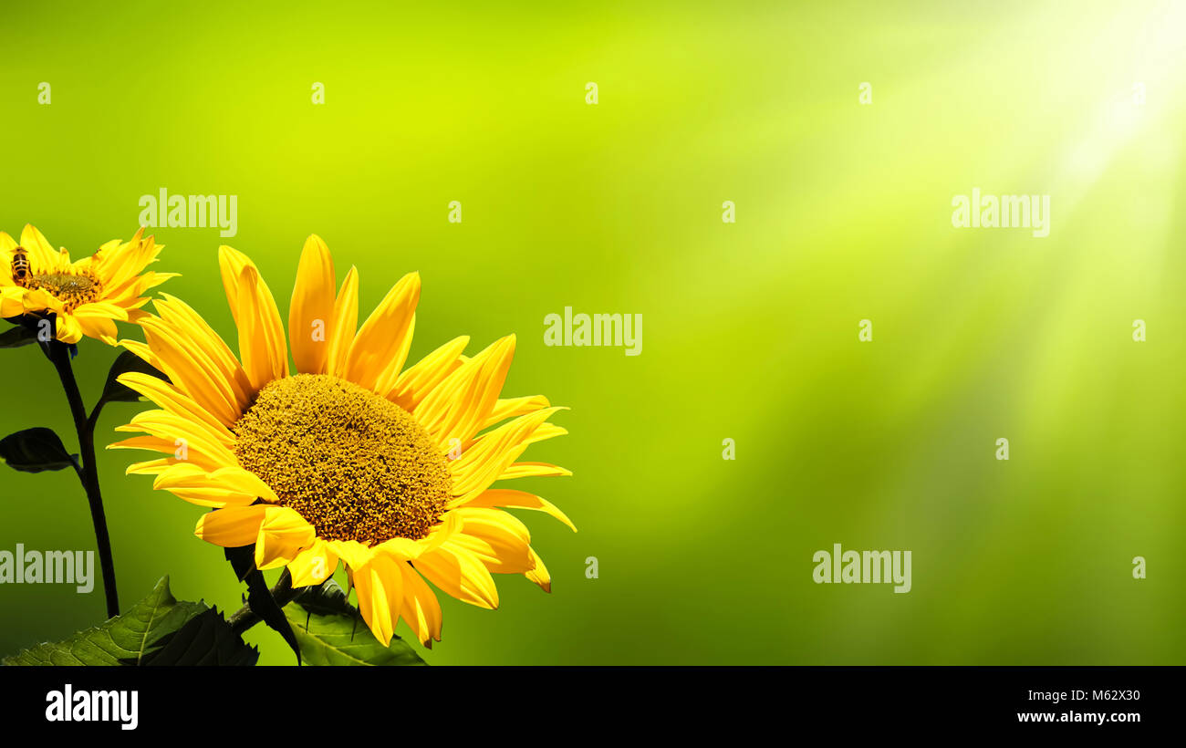 sunshine on sunflowers Stock Photo - Alamy