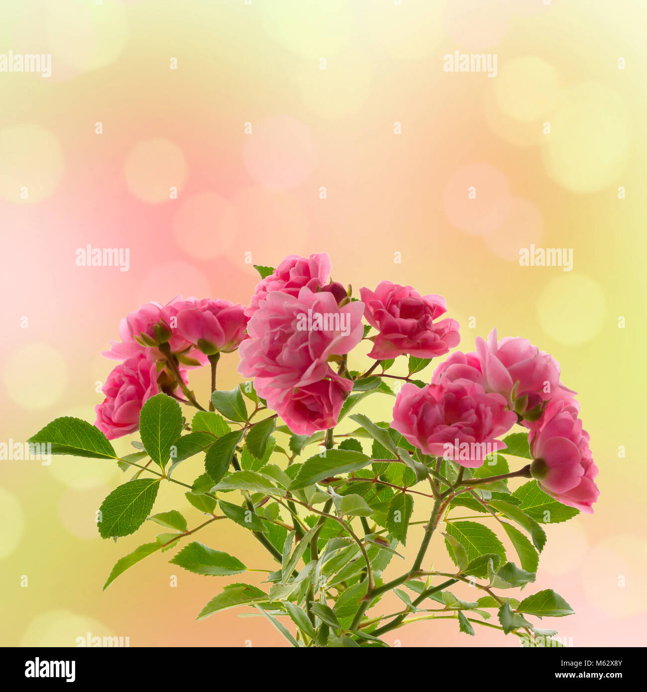 bunch of roses on blurred background Stock Photo - Alamy