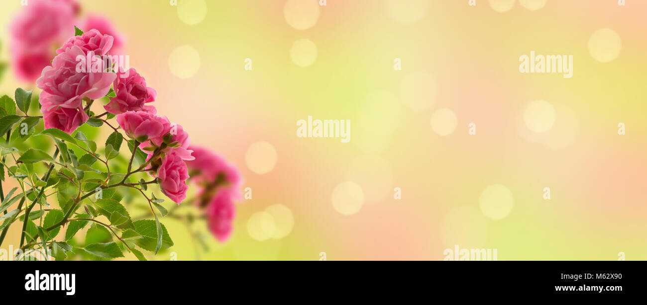 pink roses on abstract sunny background Stock Photo - Alamy