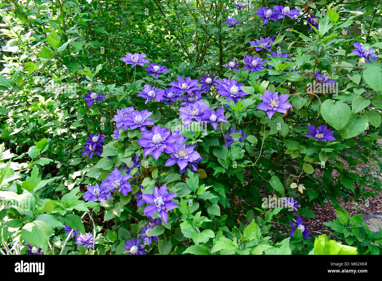 Beautiful purple clematis blossom, spring flowers and nature background ...