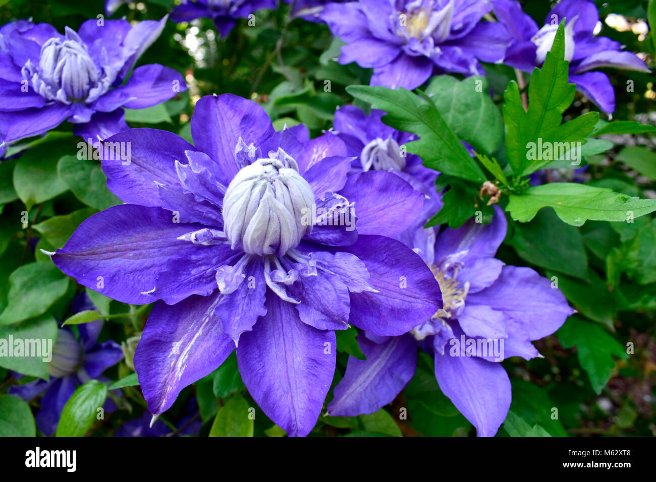 Beautiful purple clematis blossom, spring flowers and nature background ...