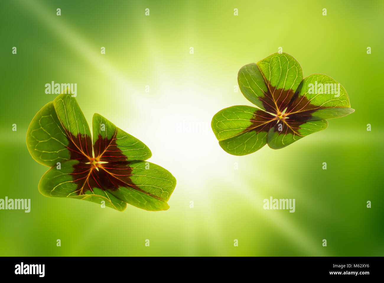 Clover in nature hi-res stock photography and images - Alamy