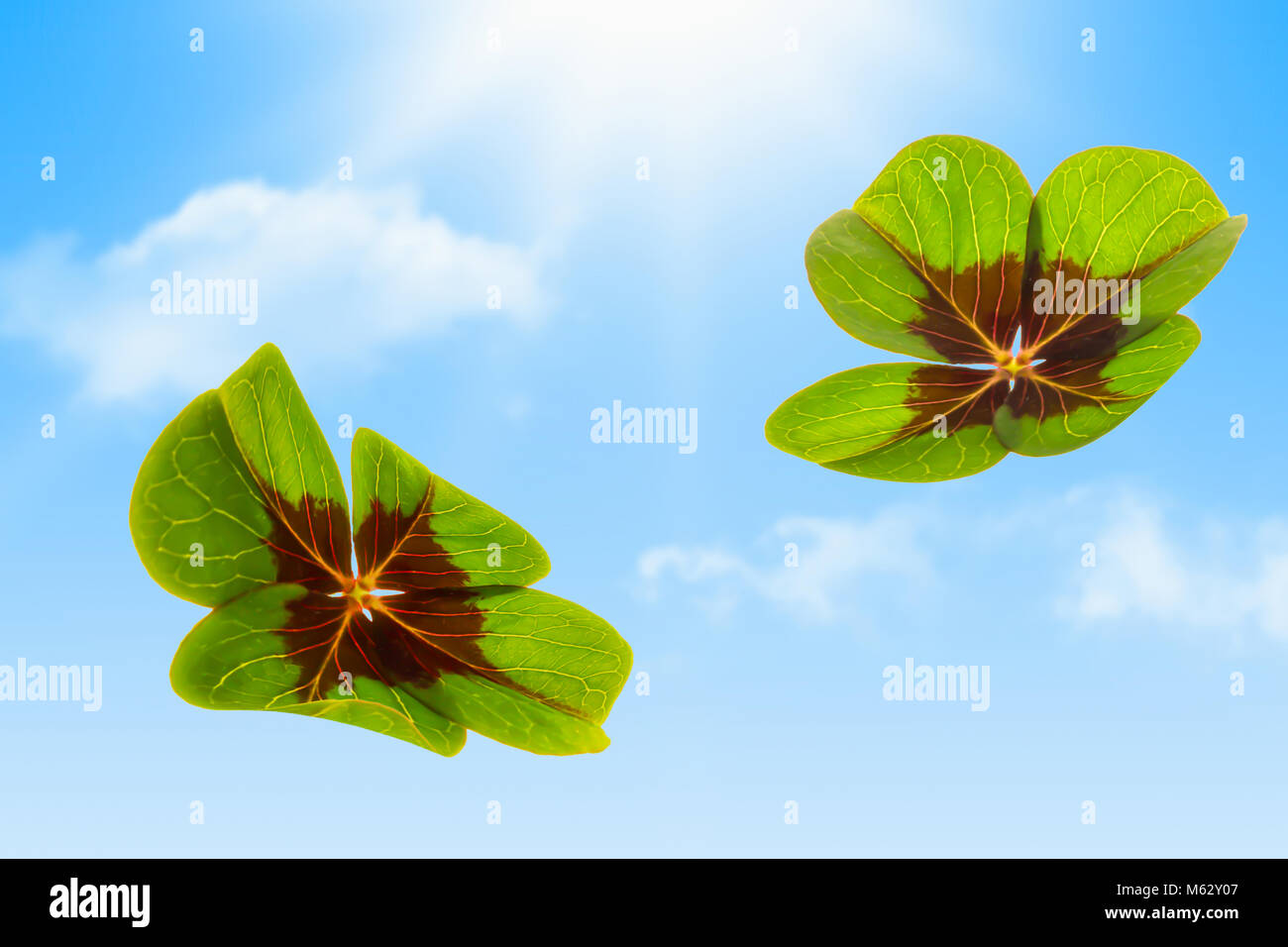 flying four leaf clover leaves on blue sky Stock Photo - Alamy